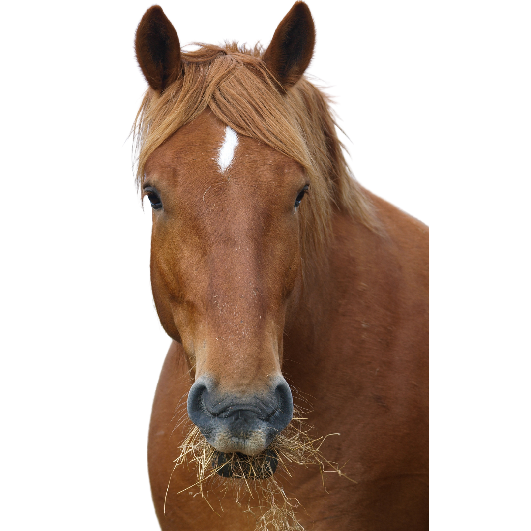 Jornada da Nutrição na Reprodução Equina | Equino Jacob